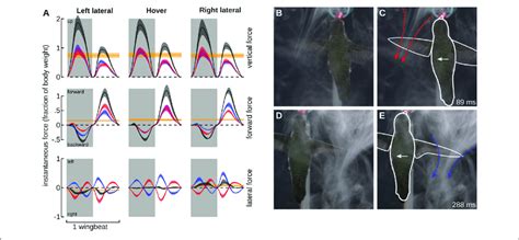 Quasi Steady Aerodynamic Analysis And Smoke Visualization Demonstrate