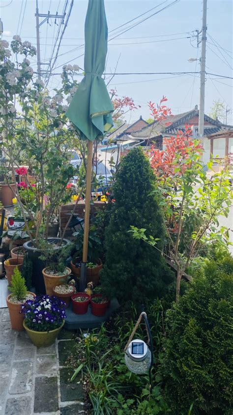 코니카 가문비나무와 나