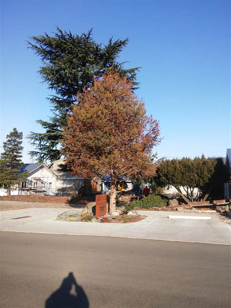Call Before You Dig Construction And Tree Root Damage Arbor S Edge