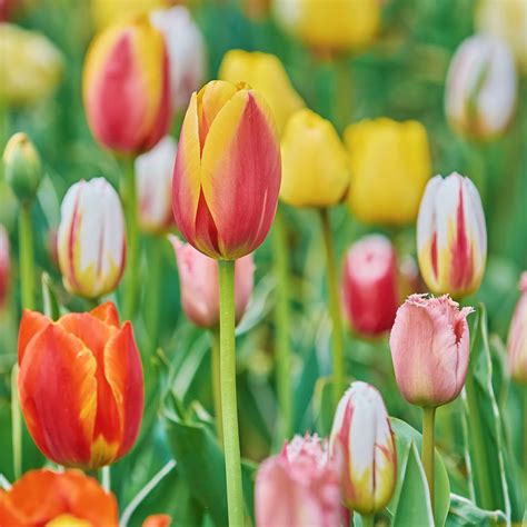 Vibrant Multi Colored Tulip Bulbs For Sale Online Rainbow Mix