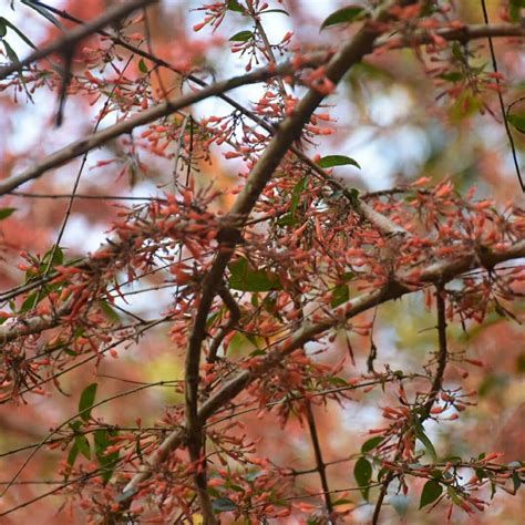 Amigos Flower Adoration পুষ্প কথন ফুলের নাম অ্যান্টিরিন্যাম বৈজ্ঞানিক নাম Antirrhinum