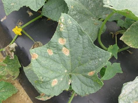 Cucurbit Downy Mildew Nc State Extension Publications