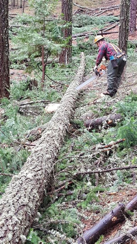 Ecological Commercial Thinning Begins In Upper Applegate Watershed