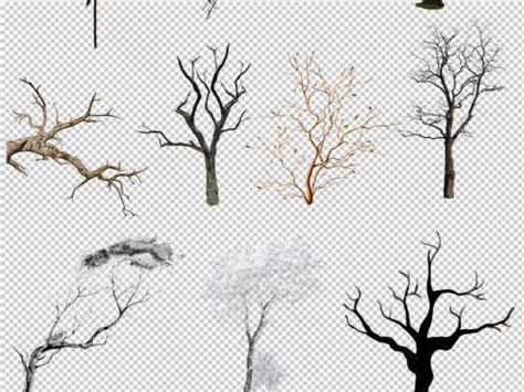 一半茂盛一半枯萎的树简笔画 简笔画图片大全 普车都