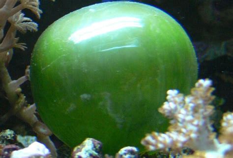 Discuss Everything About Glagglepedia Wiki Fandom