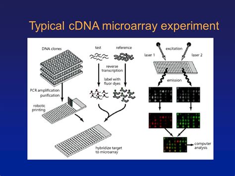 microarrays and expression profiling matthias e futschik institute for