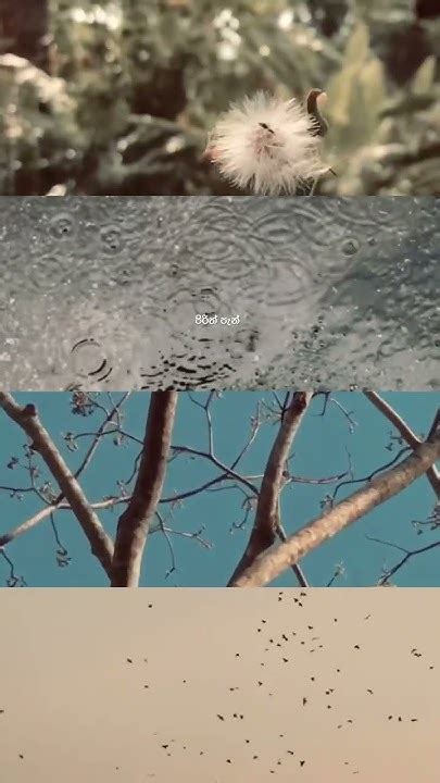 පිරිත් පැන් Youtube