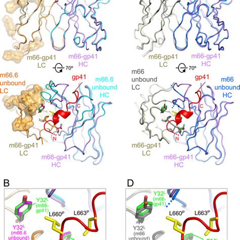 Comparison Of Cdr H3 Loops Of Antibodies M66 And 2f5 A Close Up View