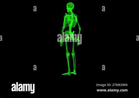 3d Skeleton Rotates On Black Bg Object Dissolved Green Flickering Particles 60 Fps Business