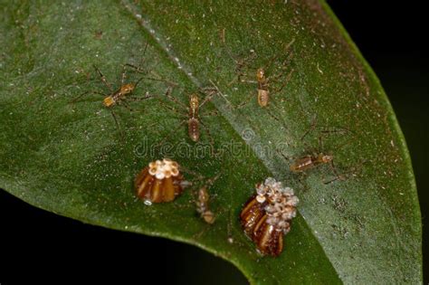 Assassin Bug Nymph Stock Photo Image Of Entomology 228542094