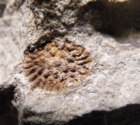 Cretaceous Seed Utah Fossil Id The Fossil Forum