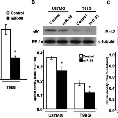 The Nf κb Signaling Was Downregulated In Mir 98 Transfected Glioma Download Scientific Diagram