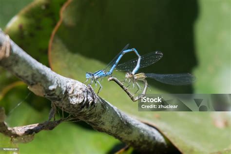 Mating Procreation Ritual Of Male And Female Vivid Dancer Blue