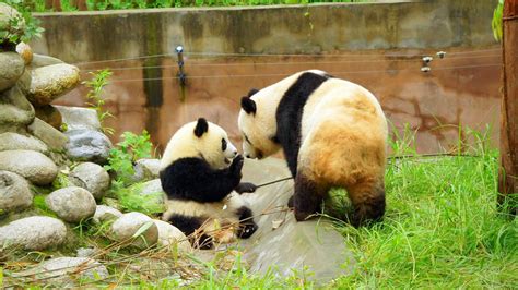 Wild China Encountering Giant Pandas In Sichuan China Expedition