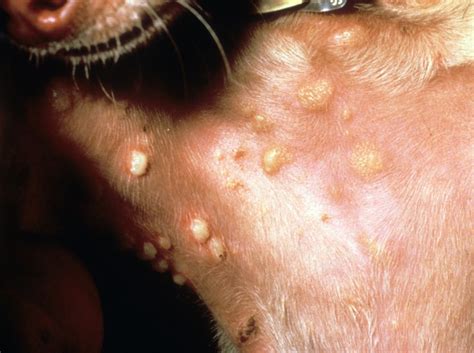 Imagepustules Dog Merck Veterinary Manual
