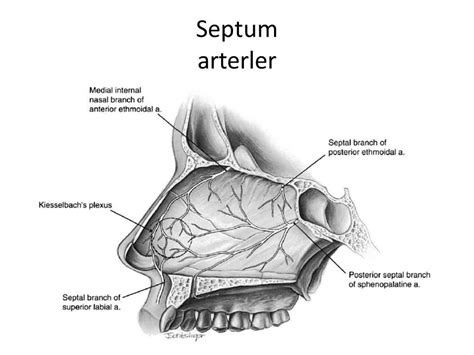 The Anatomy Of The Septum Explained