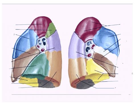 Segmentación Pulmonar Quiz