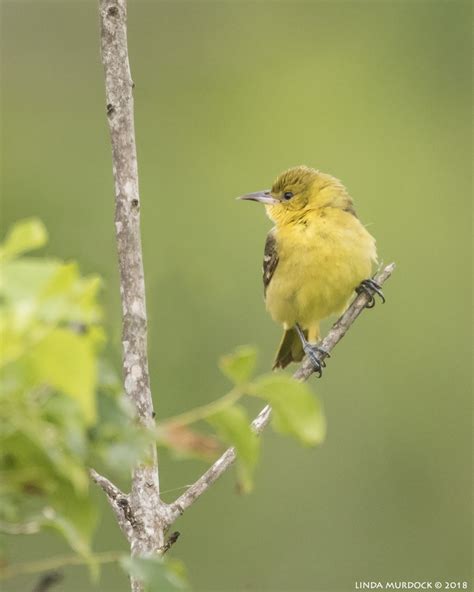 More Itty Bitty Flitty Birds — Linda Murdock Photography