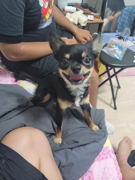 구 찌 고 마 워 그 리 고 사 랑 해 ♡ 씨엘로펫