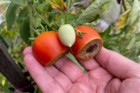 Tomatoes Rotting At The Bottom Blossom End Rot Explained