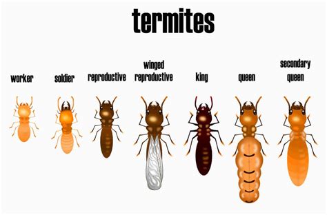 Make Your Home Termite Free With These Prevention Tips