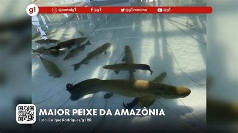 Vídeo G1 Em 1 Minuto Roraima Maior Peixe Da Amazônia Pirarucu é