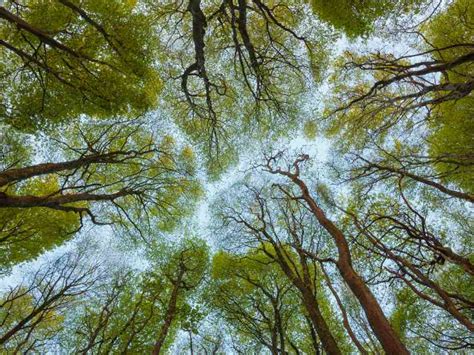 Tree Shaping Tree Service Near Me