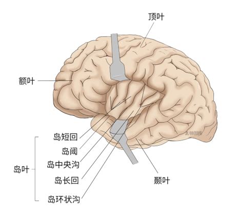 脑岛 医学插画
