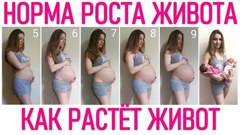 Живот По Неделям Беременности Фото У Средних —
