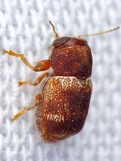 Undescribed Pachybrachis Pachybrachis Bugguide Net
