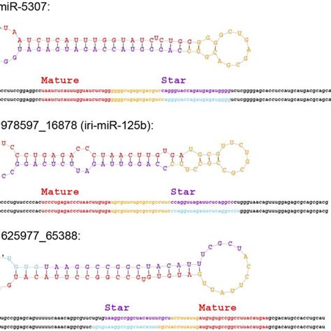 Predicted Stem Loop Structures Of Highly Expressed Micrornas The