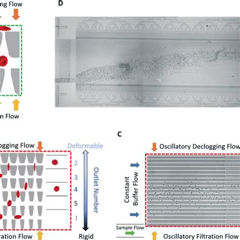 Microfluidic Ratchet Sorting Device Operation A Tapered Funnel Download Scientific Diagram