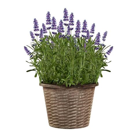 Bonnie Plants Gal Bonnie Plants Harvest Select Early Blue Lavender