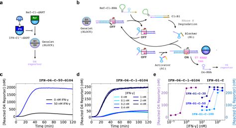 Sensitive Protein Detection With Amplified Comparators A Circuit