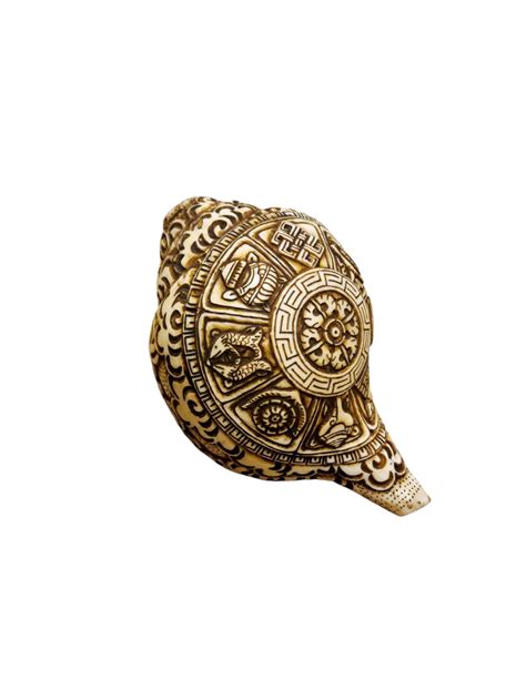 Conch Shell With Ashtamangala Hand Carved Price Us 90 Conch Shell Carved Conch Shell
