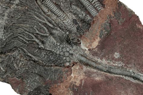 7 Silurian Fossil Crinoid Scyphocrinites Plate Morocco 223293
