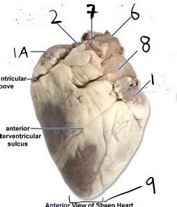 Aandp 2 Sheep Heart Flashcards Quizlet