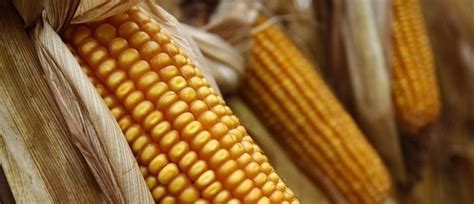 Genetically Modified Maize