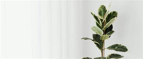 ТОП 10 лучших комнатных растений для квартиры