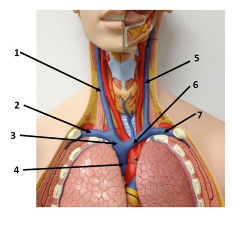 Aandp Unit 2 Diagram Quizlet