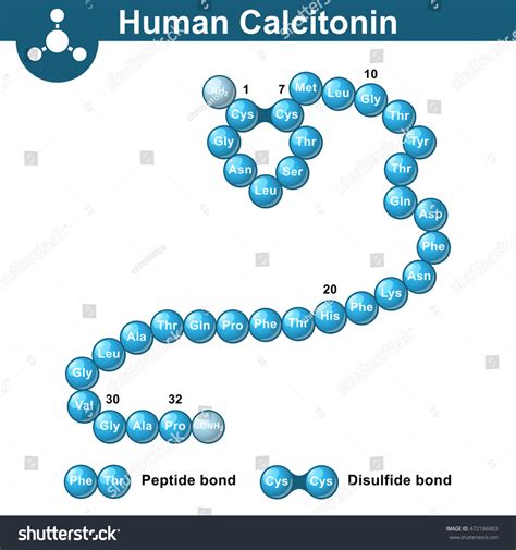Calcitonin Hormone Peptide Structure Human Thyrocalcitonin Hình Minh Họa Có Sẵn 472186903