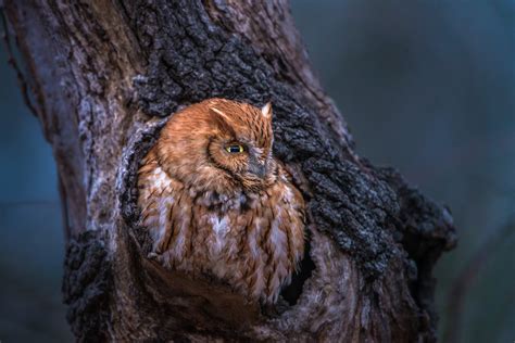 Eastern Screech Owl Audubon Field Guide
