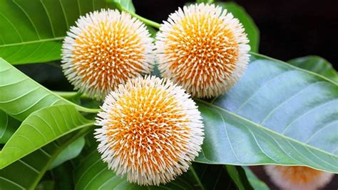 যদি কোনও ব্যক্তি লিভারের সমস্যায় ভোগেন তাহলে কদম ফুলে আপনার জন্য অনেক গুরুত্বপূর্ণ। লিভার