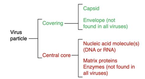 Biol 251 Chapter 6 Flashcards Quizlet