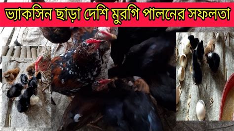 ভ্যাকসিন ছাড়া দেশি মুরগি পালনের সফলতা Desi Murgi Palan Desi