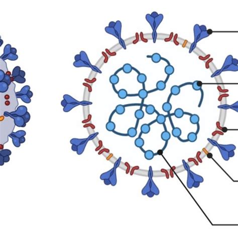 Schematic Representation Of The Structure Of Sars Cov 2 It Has At
