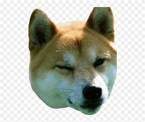 Shiba Inu Blink Clipart 4965881 Pikpng