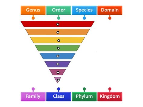 Linnaean Taxonomy Levels Of Classification Labelled Diagram