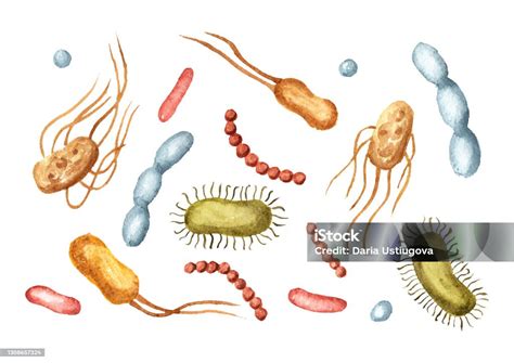 유익한 프리바이오틱 박테리아 세트 흰색 배경에 격리 된 수채화 손으로 그린 일러스트레이션 박테리아에 대한 스톡 벡터 아트 및 기타 이미지 박테리아 프로바이오틱 창자