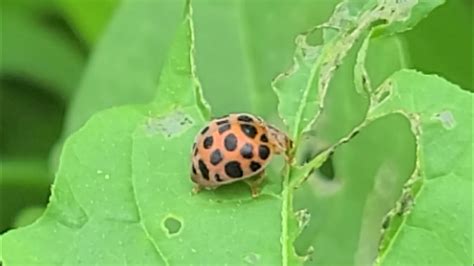 무당벌레 중 유일한 해충 28점 무당벌레가지과 식물감자 가지 토마토 등에 피해를 줘요 Youtube